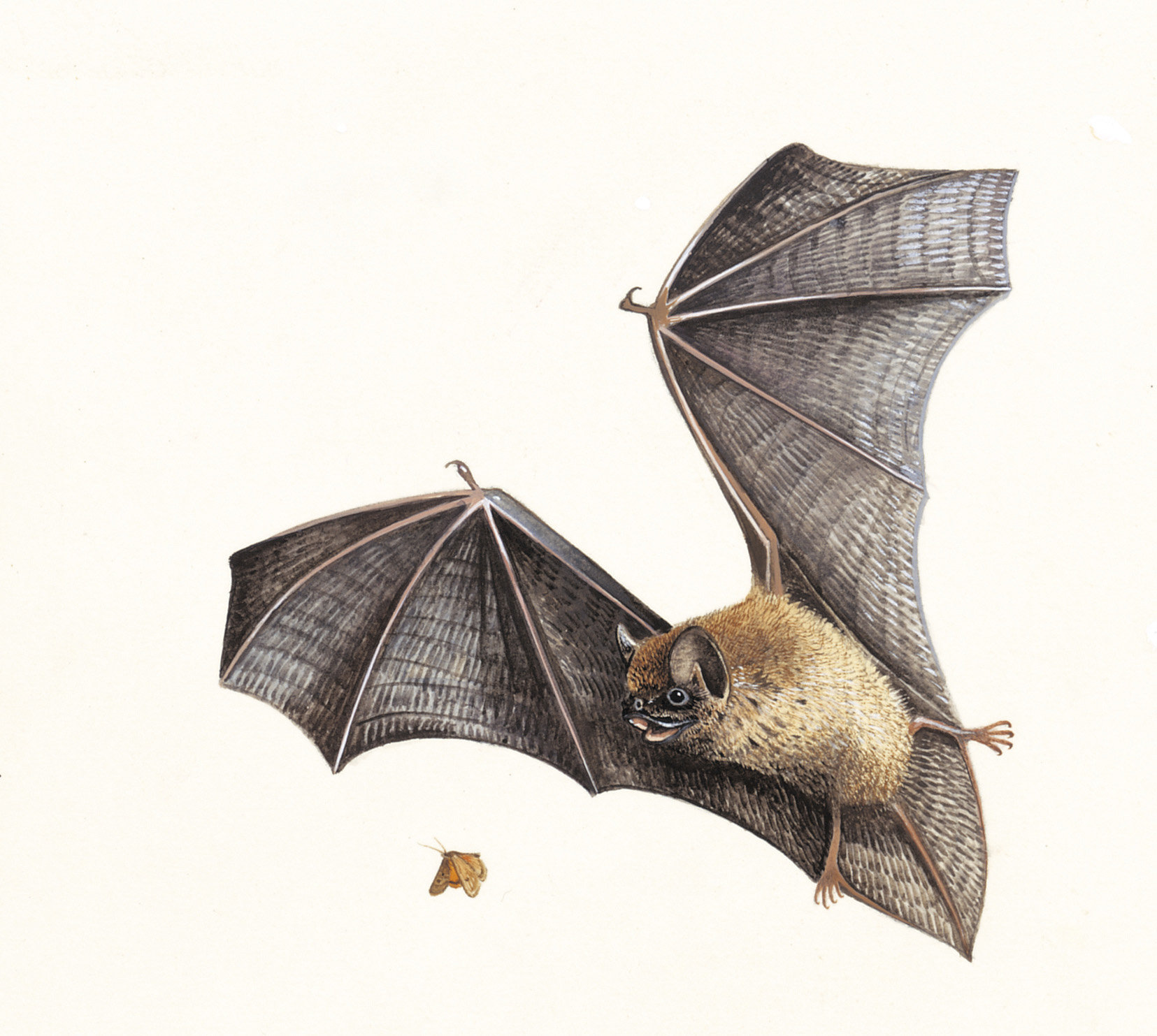 Batty about bats! - What's On - Love Bognor Regis