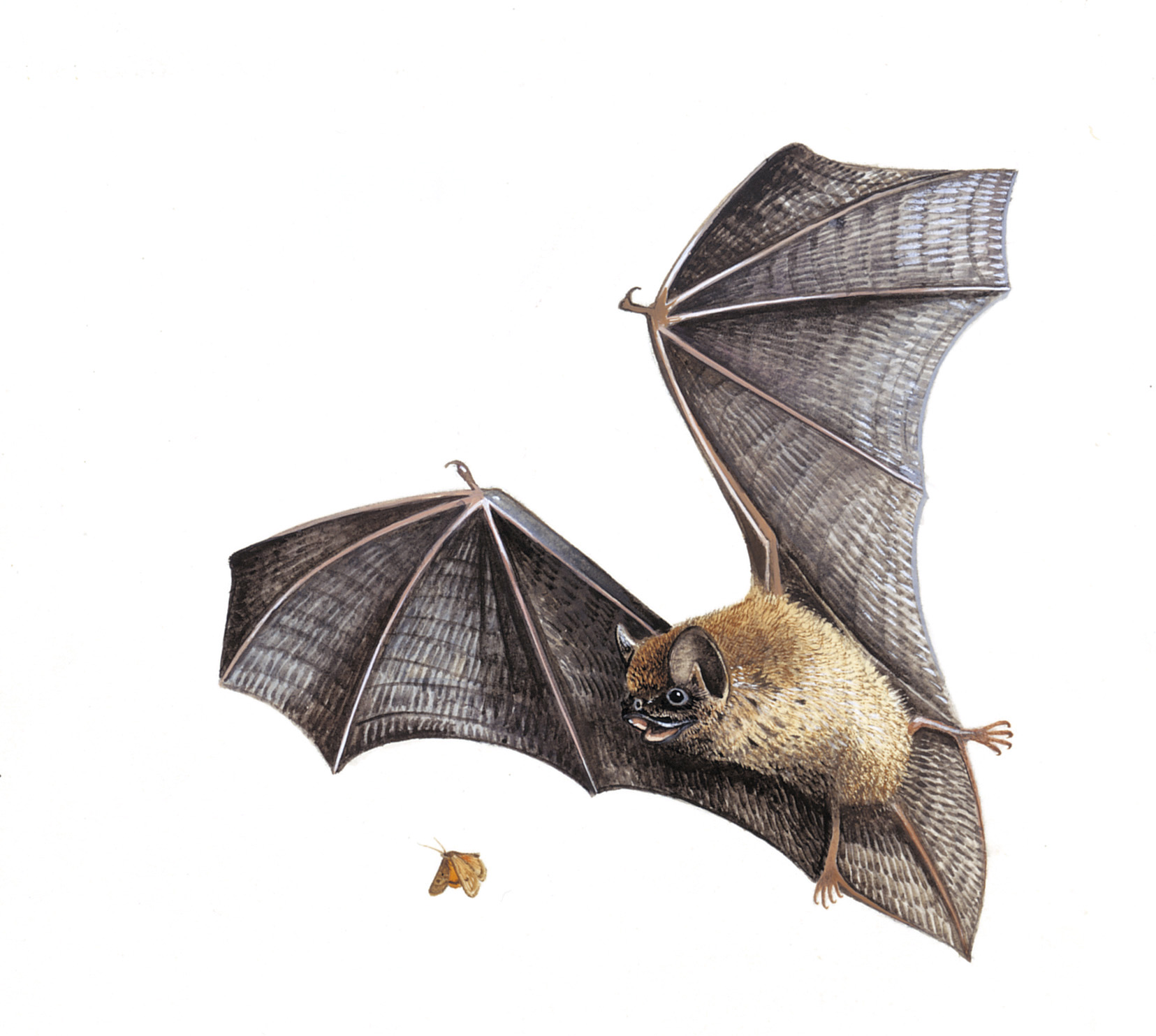 Batty about bats! - What's On - Love Bognor Regis