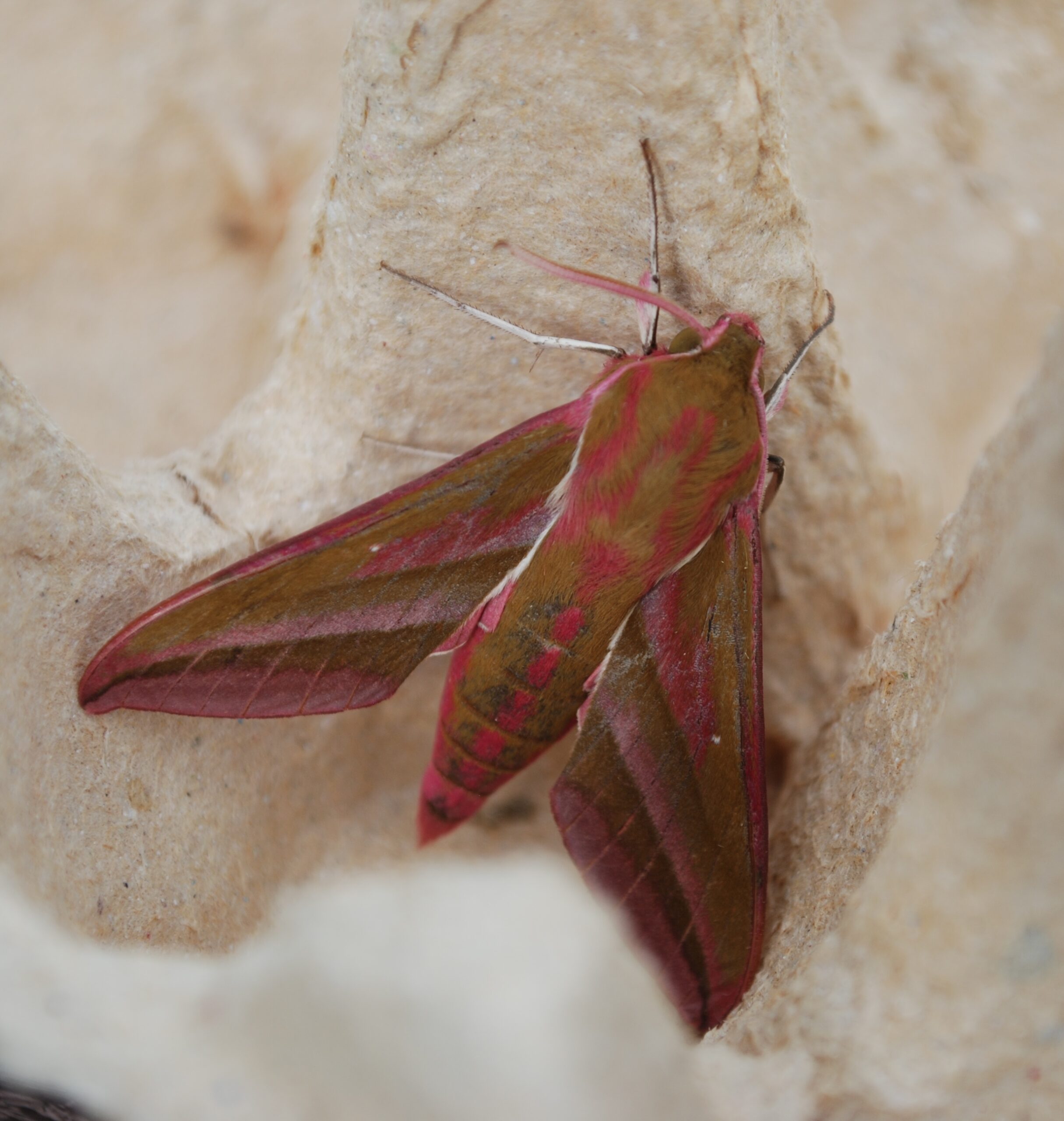 Moths and coffee! - What's On - Love Bognor Regis