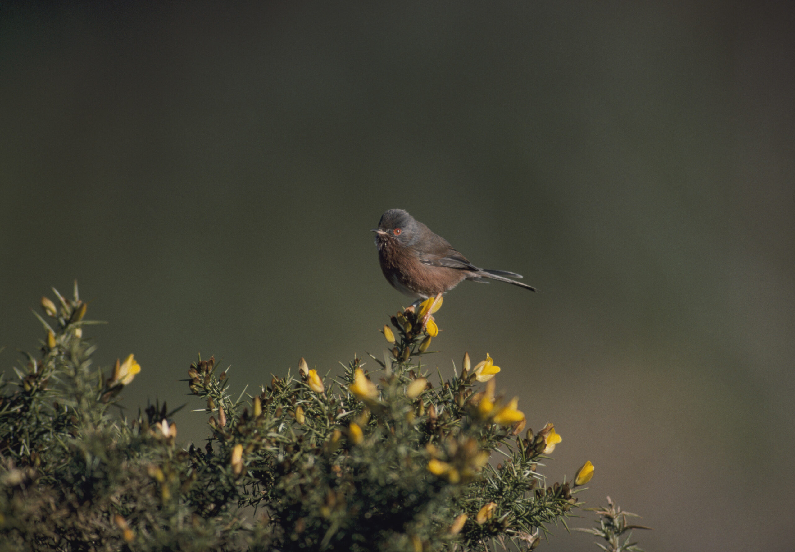 Guided Walk: Summer at Medmerry - What's On - Love Bognor Regis